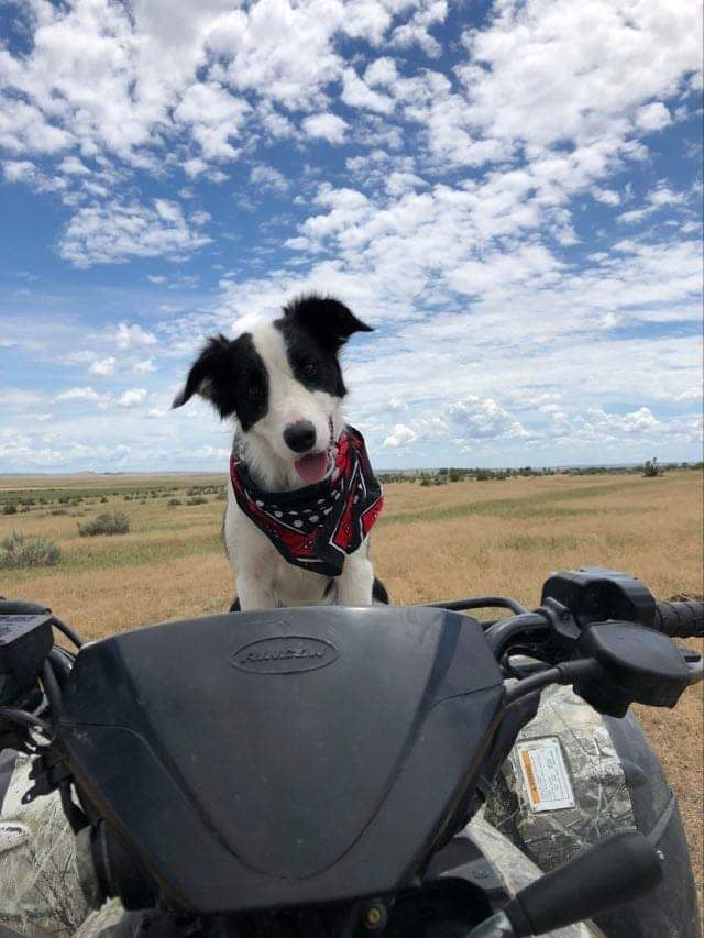 Cowboy Rex - Wyoming Dinosaur Ranch as seen on DINO HUNTERS